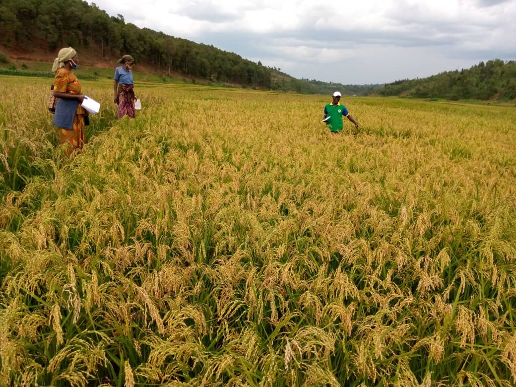 Ensuring Access to Safe and Nutritious Food for All in Rwanda: What ...