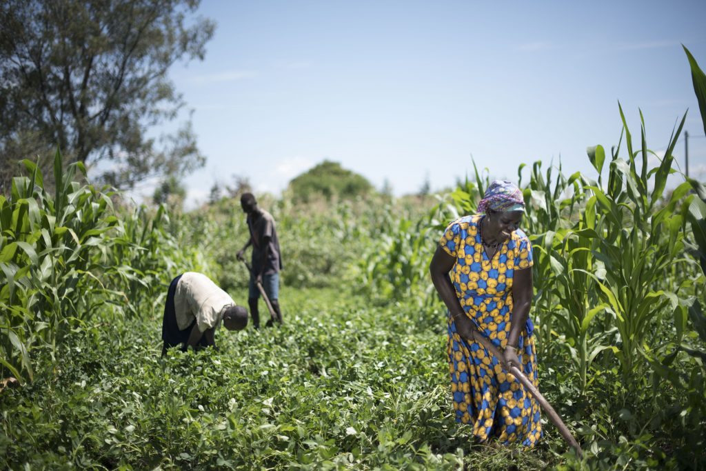 Food security, conflict and resilience - Food Systems Summit Dialogues