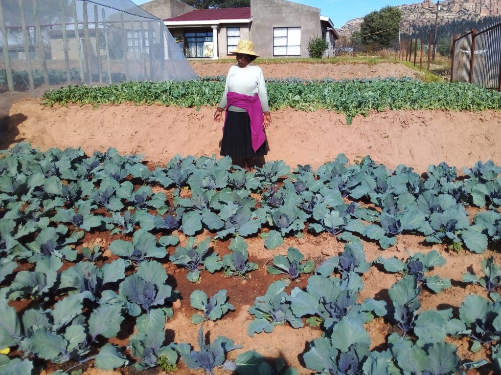 Lesotho Small Holders Farmers determine the food system they want ...