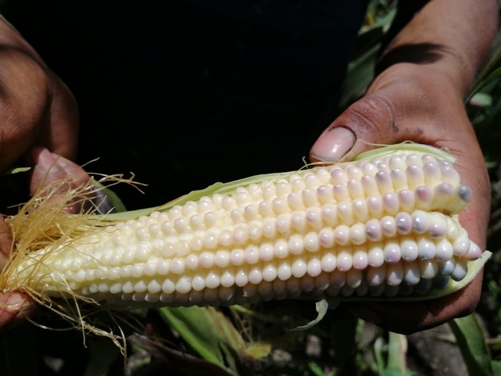 Participación de la juventud rural en los sistemas agroalimentarios ...